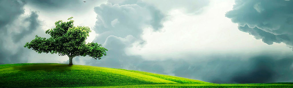 About - Sneezing Trees